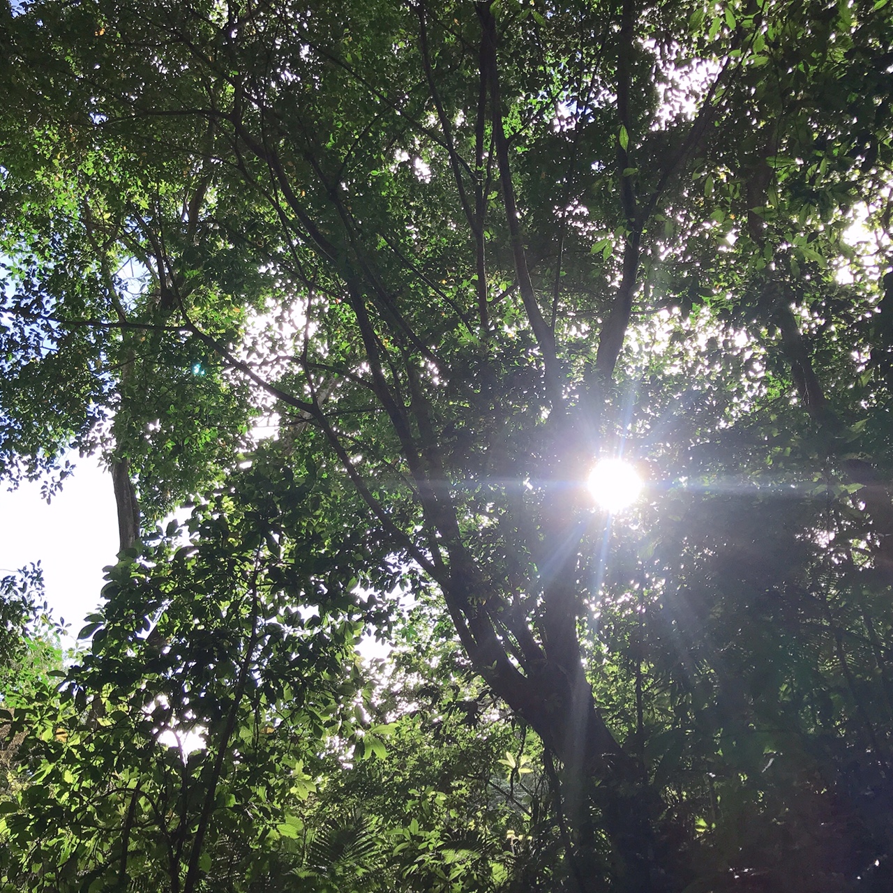 Moon Voice心靈之聲 – Listen to your Heart.